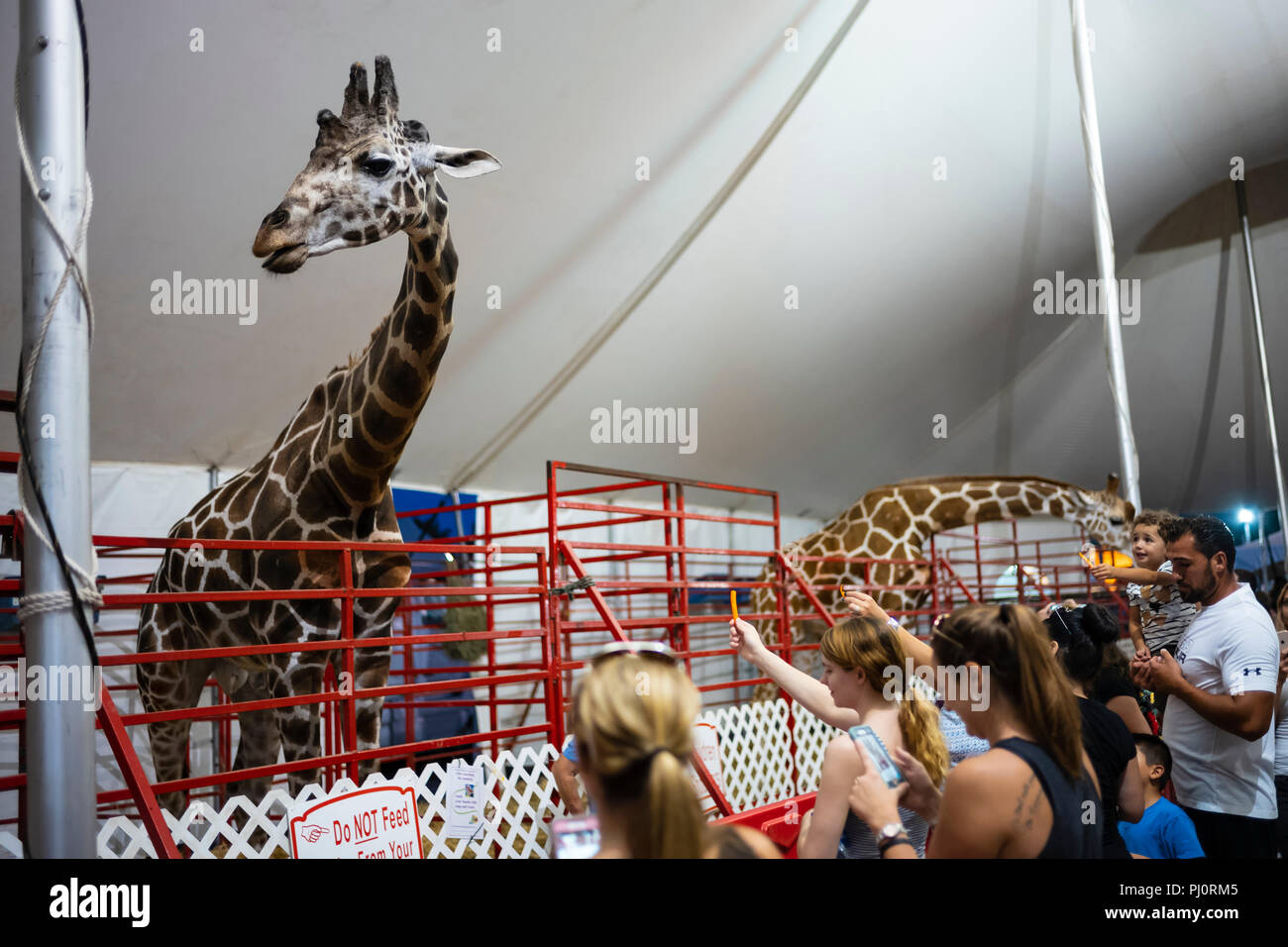 Fairgoers feed the giraffes at the circus exhibit at the Great New York ...