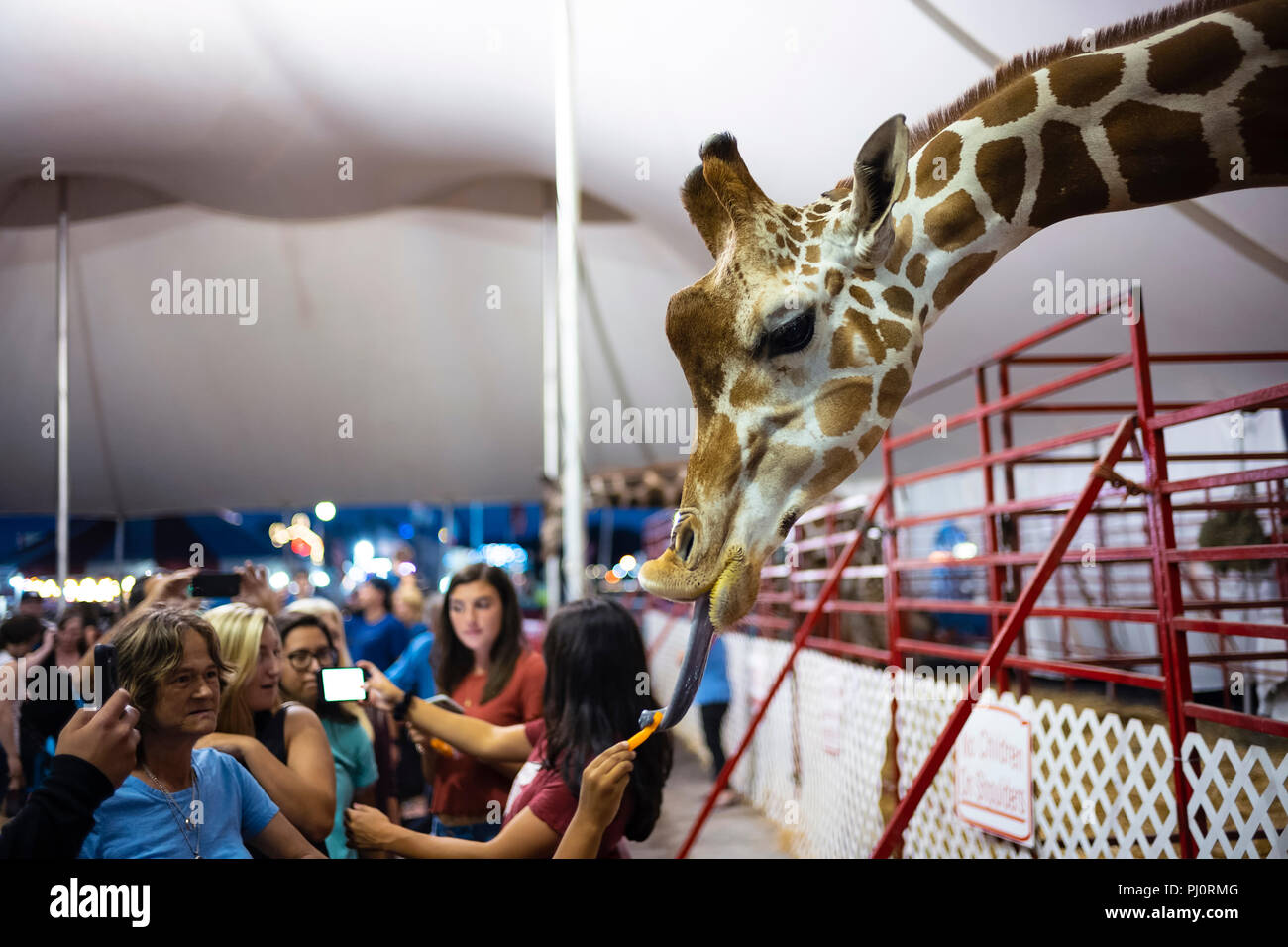 Fairgoers feed the giraffes at the circus exhibit at the Great New York ...