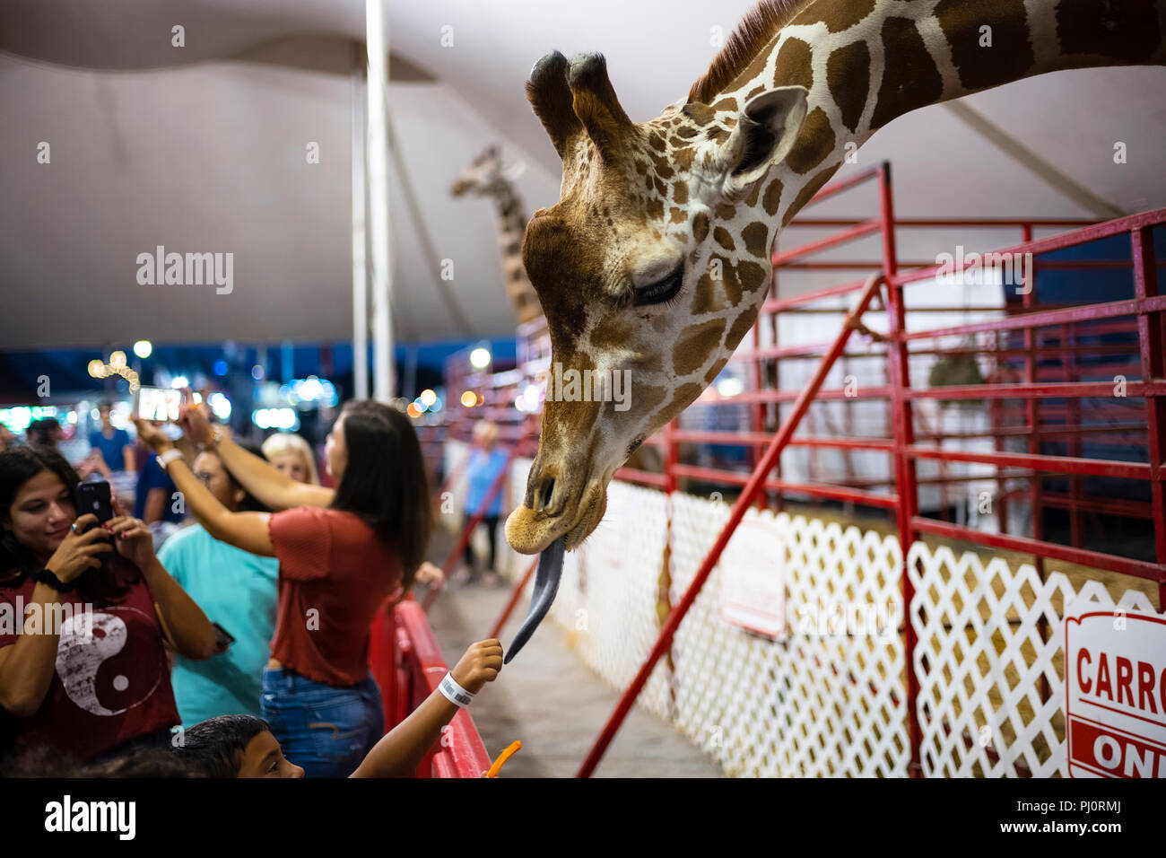 Three Ring Circus High Resolution Stock Photography and Images - Alamy