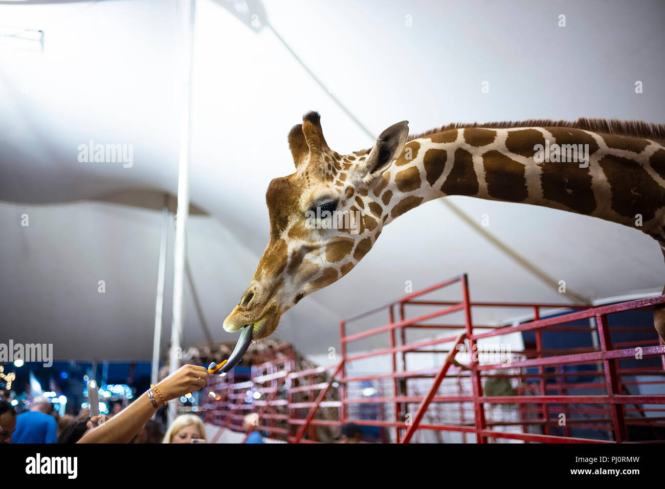 Fairgoers feed the giraffes at the circus exhibit at the Great New York ...