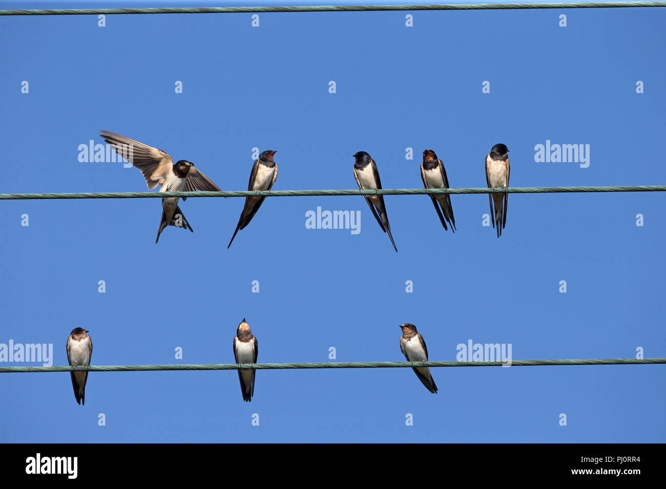 Barn swallow flock hi-res stock photography and images - Alamy