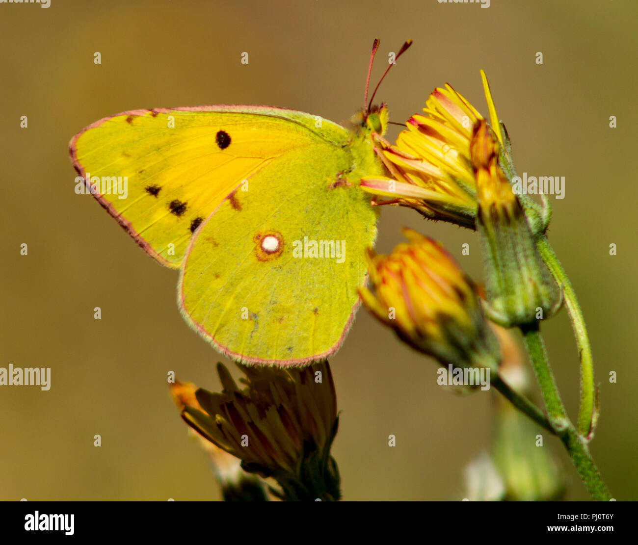 C croceus hi-res stock photography and images - Alamy