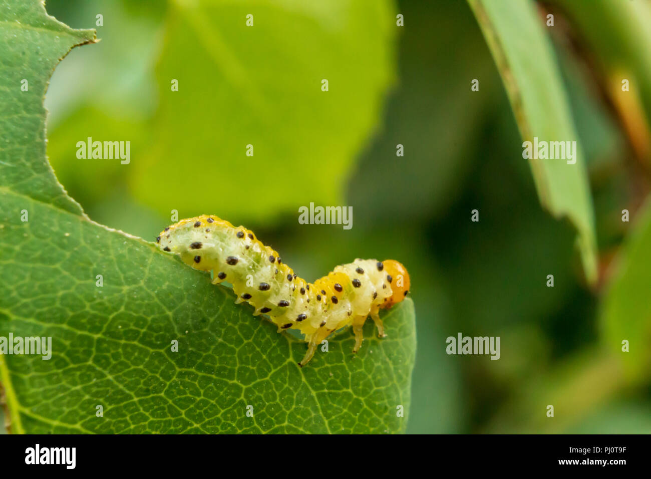 Arge ochropus, Larvae of the Rose Sawfly Stock Photo - Alamy