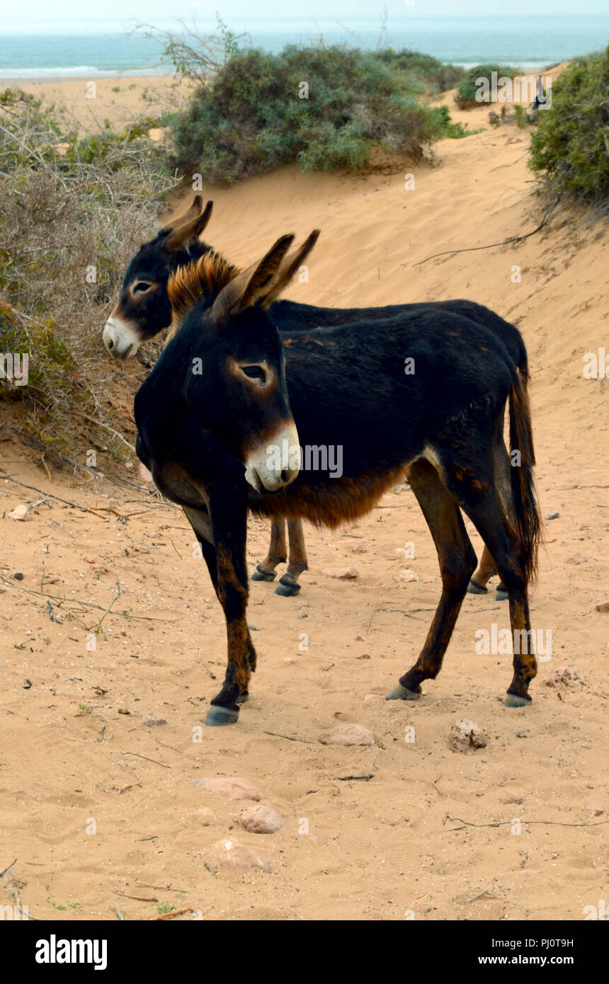 Morocco donkey sand hi-res stock photography and images - Alamy