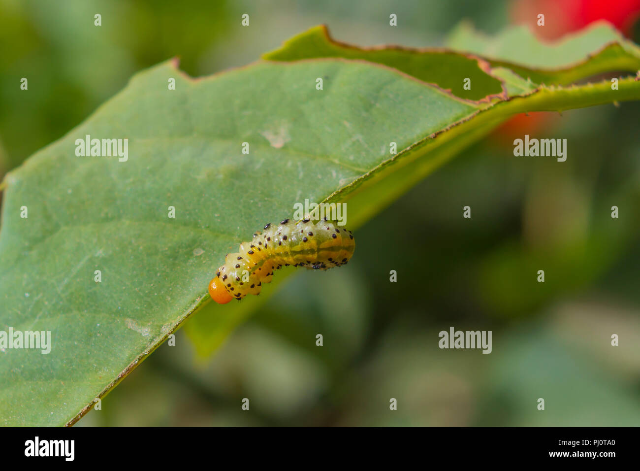 Sawfly Caterpillar Rose High Resolution Stock Photography and Images ...