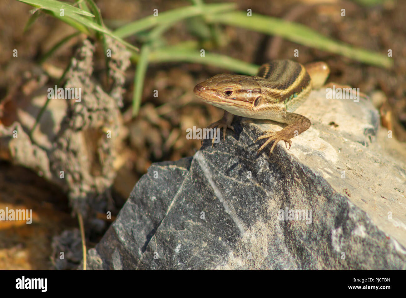 Algerian Psammodromus Lizard High Resolution Stock Photography and ...