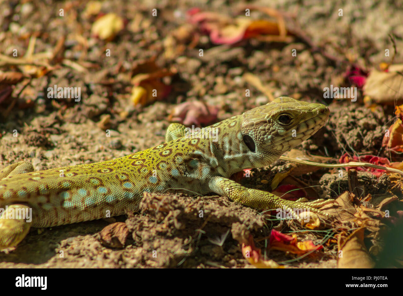 Timon lepidus, Ocellated lizard, Jeweled lizard Stock Photo - Alamy