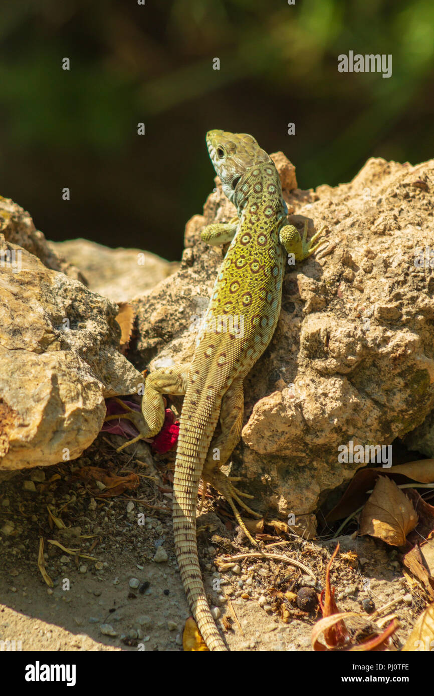 Timon lepidus, Ocellated lizard, Jeweled lizard Stock Photo - Alamy