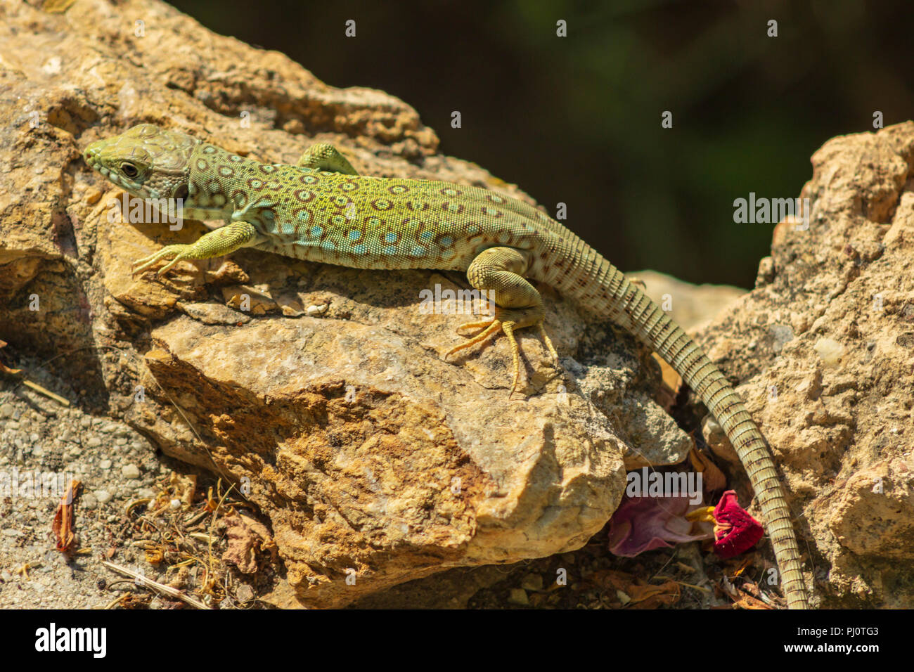 Timon lepidus, Ocellated lizard, Jeweled lizard Stock Photo - Alamy