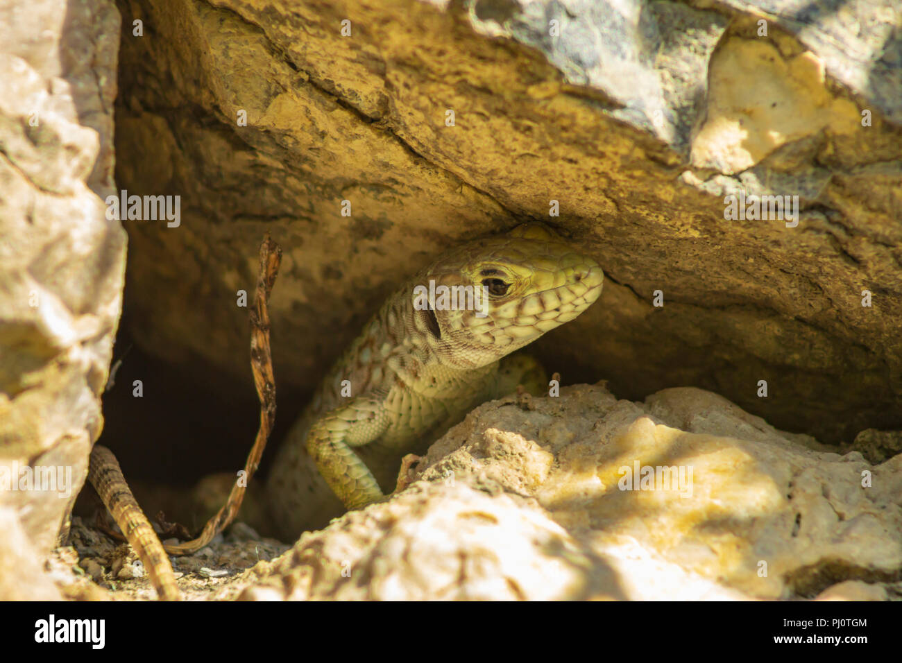 Timon lepidus, Ocellated lizard, Jeweled lizard Stock Photo - Alamy