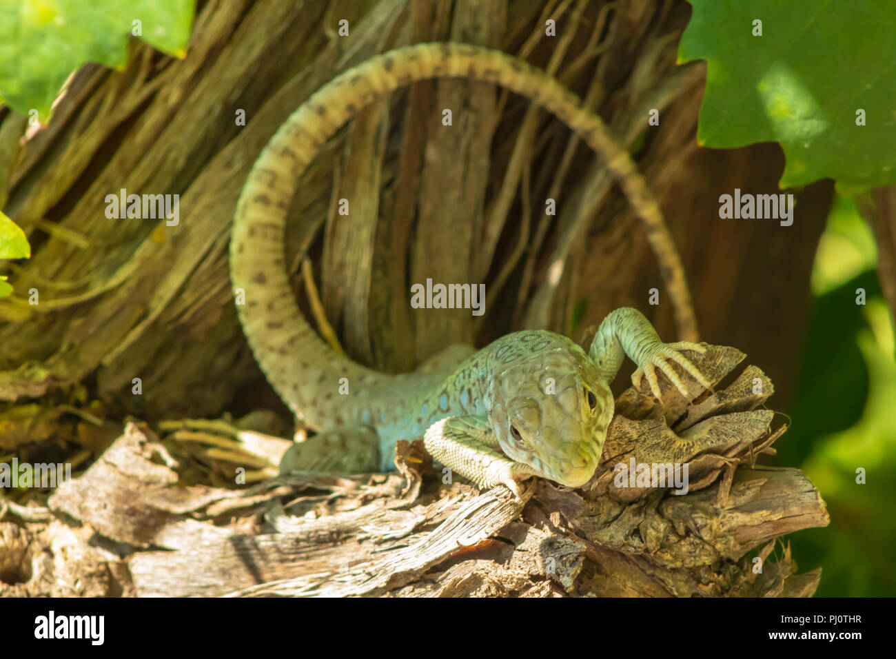 Timon lepidus, Ocellated lizard, jeweled lizard Stock Photo - Alamy