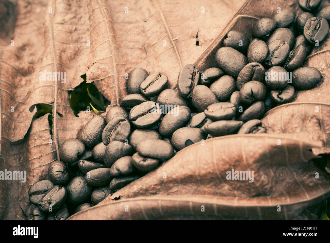 coffee bean on dry leaf, coffee image vintage Stock Photo - Alamy