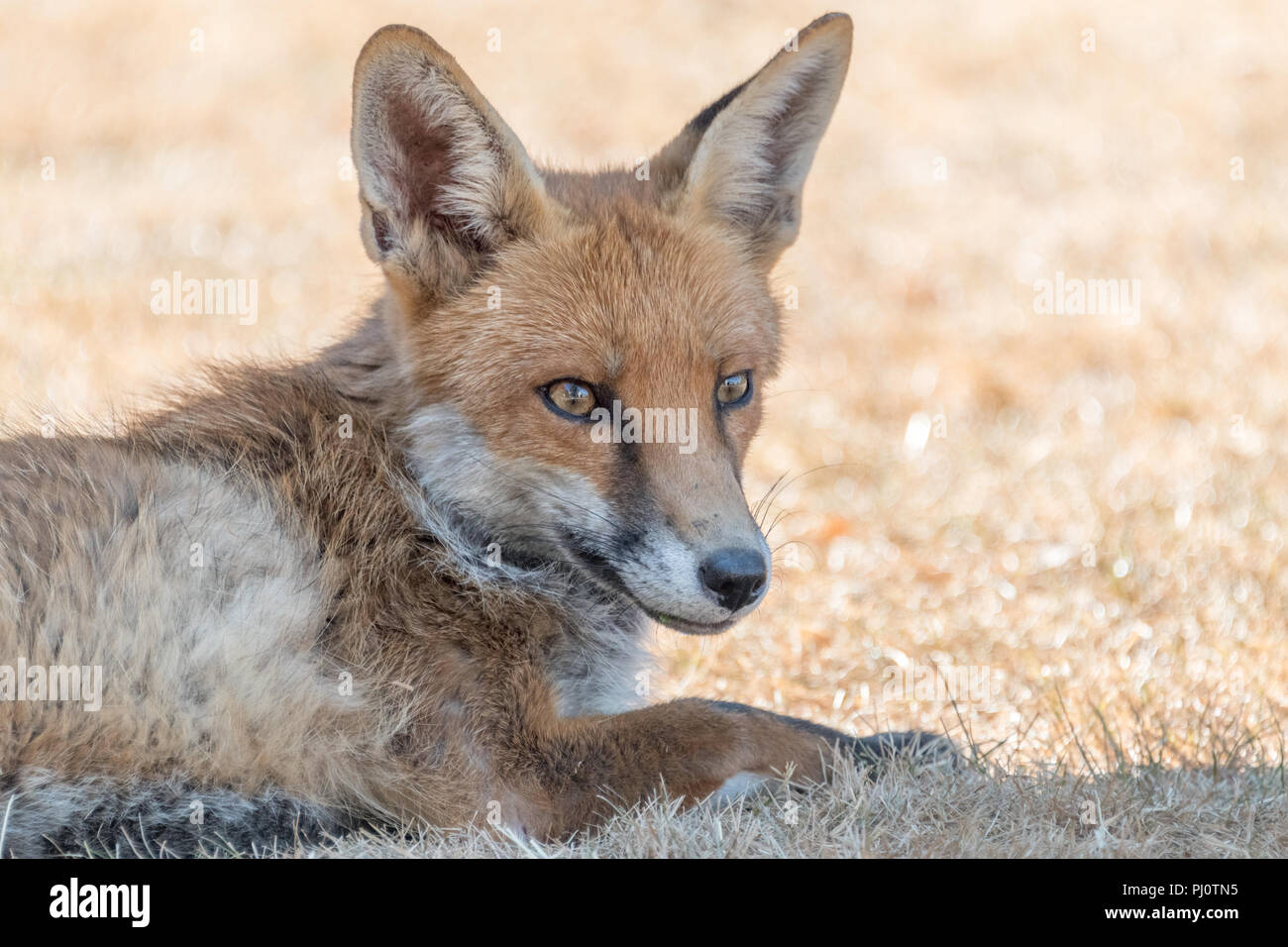 Fox portrait, up close, urban fox Stock Photo - Alamy