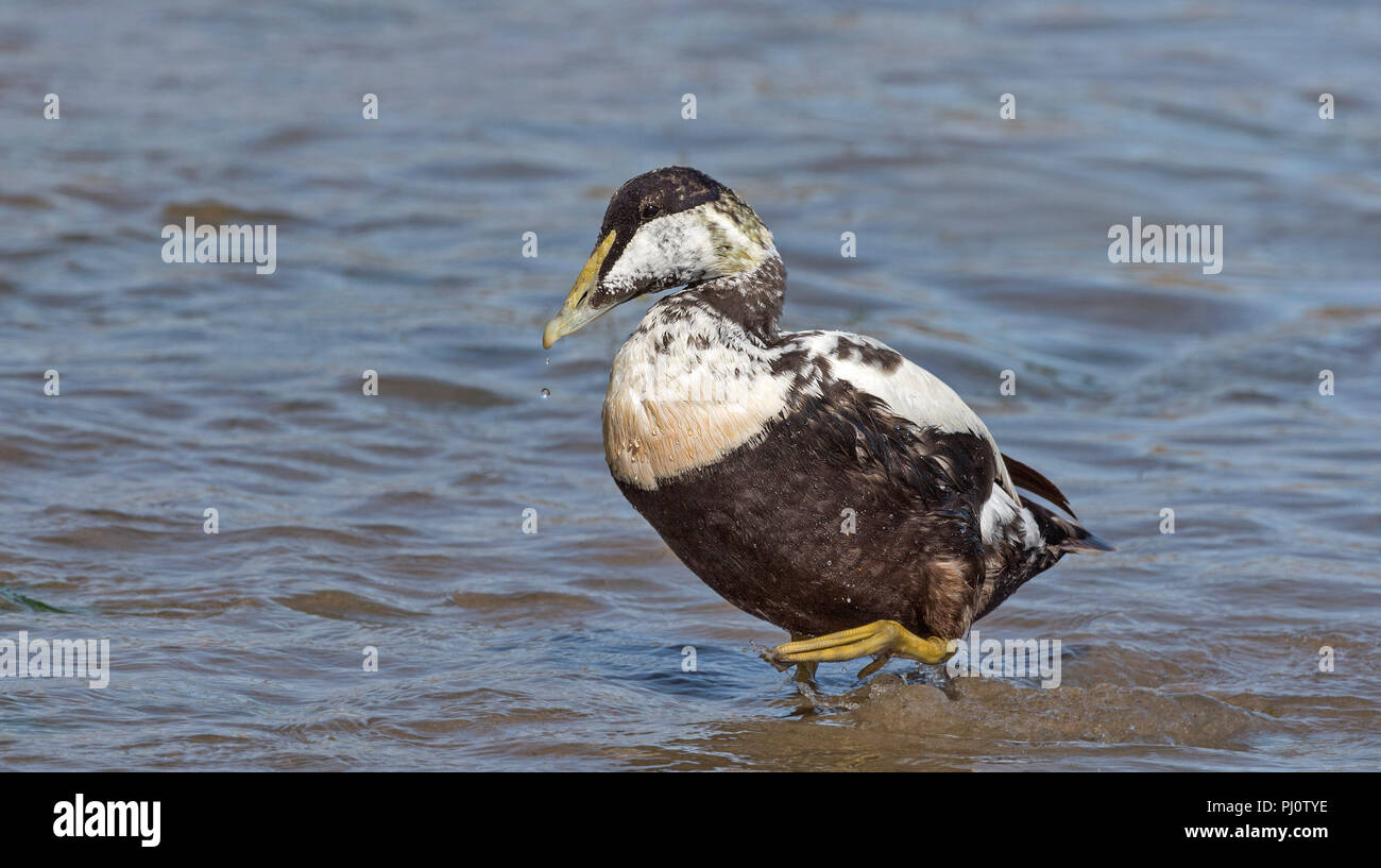 Female Eider Duck Somateria mollissima Stock Photo - Alamy