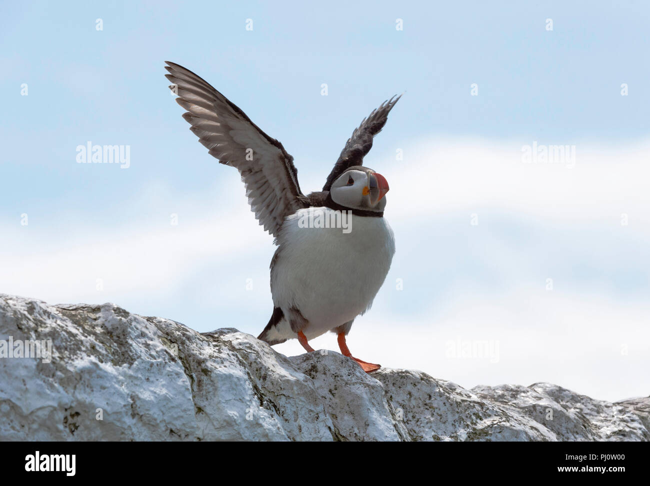 Atlantic puffin flapping wings hi-res stock photography and images - Alamy