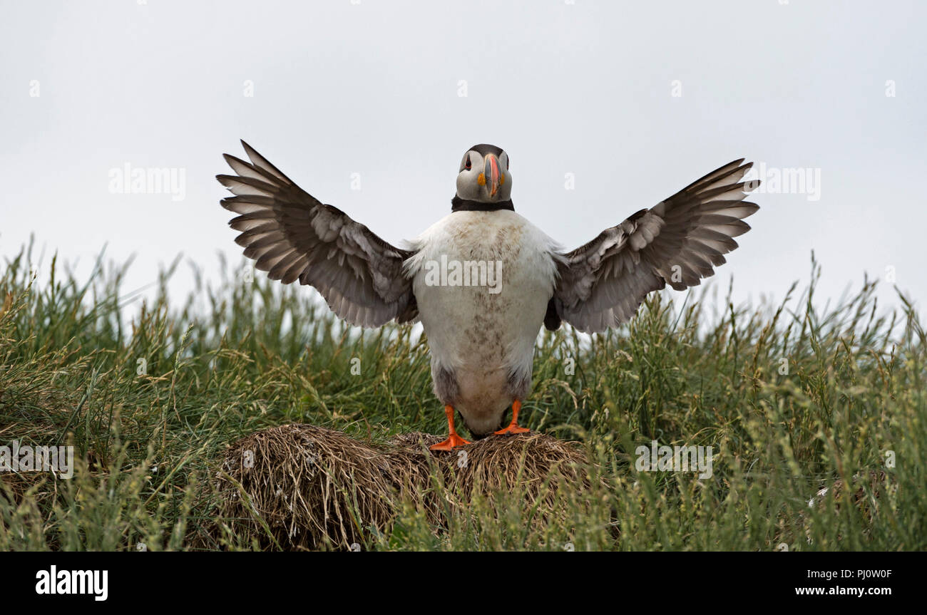 Puffin flapping wings hi-res stock photography and images - Alamy