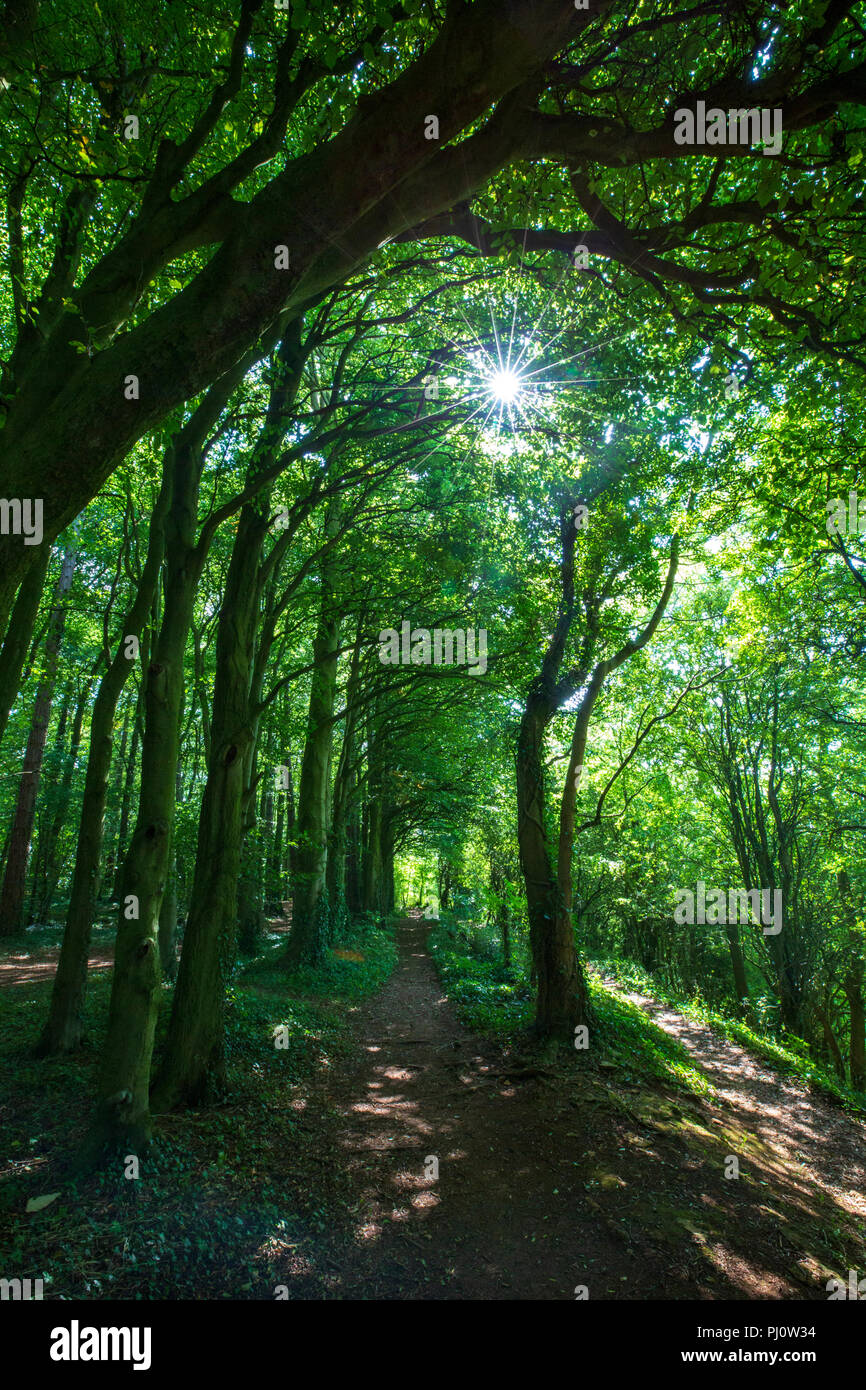 A tree lined route along the Cotswold Way footpath Stock Photo - Alamy
