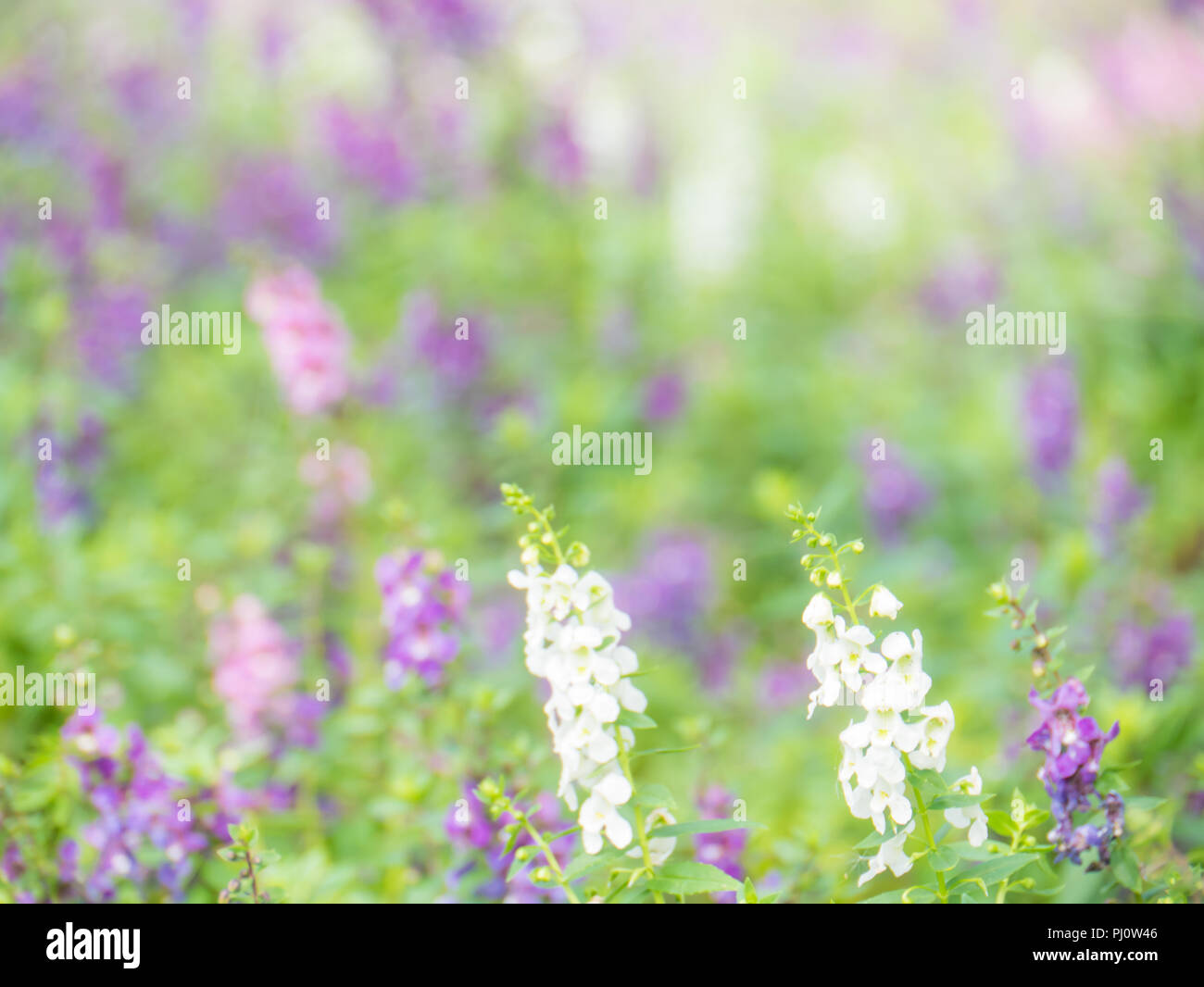 purple flower background, blurred flower background Stock Photo - Alamy