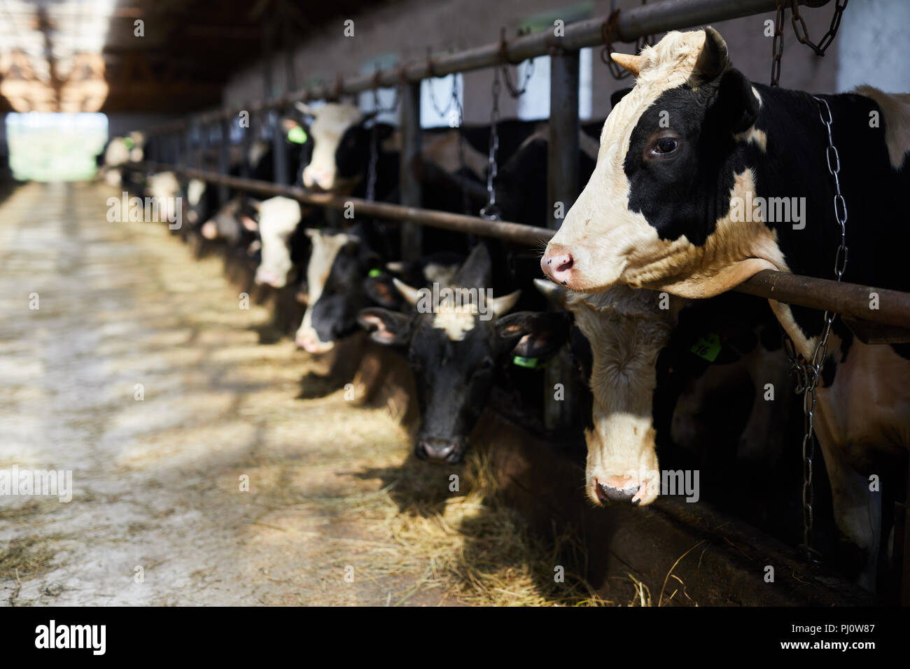 Ox barn hi-res stock photography and images - Alamy