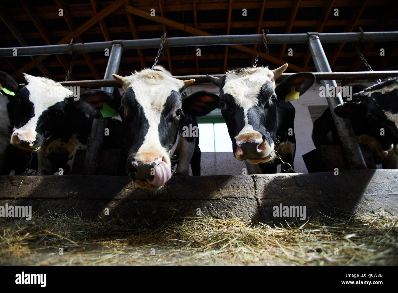 Cows Looking at Camera Stock Photo - Alamy