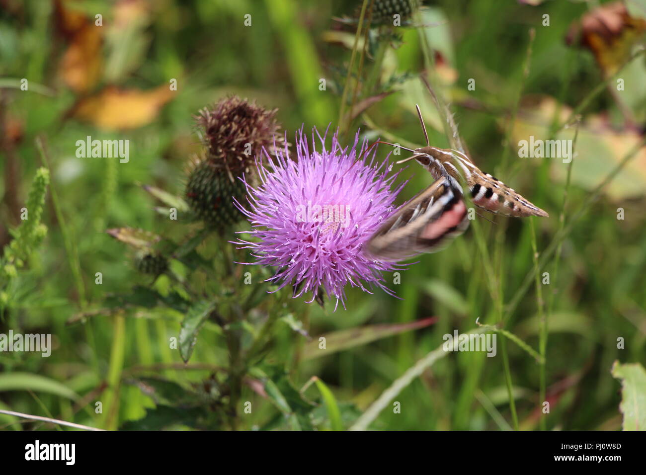 Hummingbird Moth Eating Stock Photo - Alamy