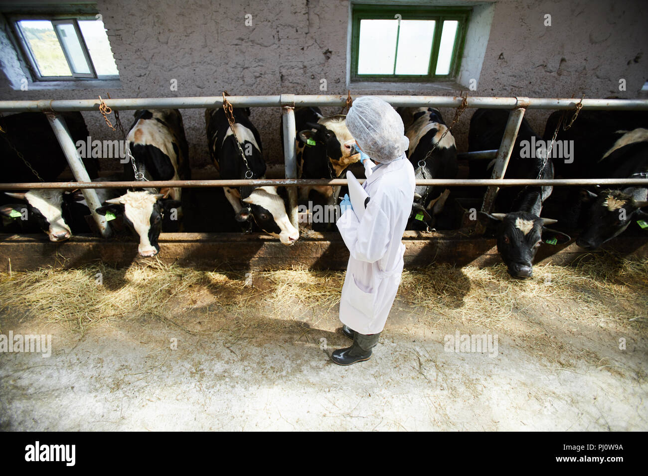 Female vet cow hi-res stock photography and images - Alamy