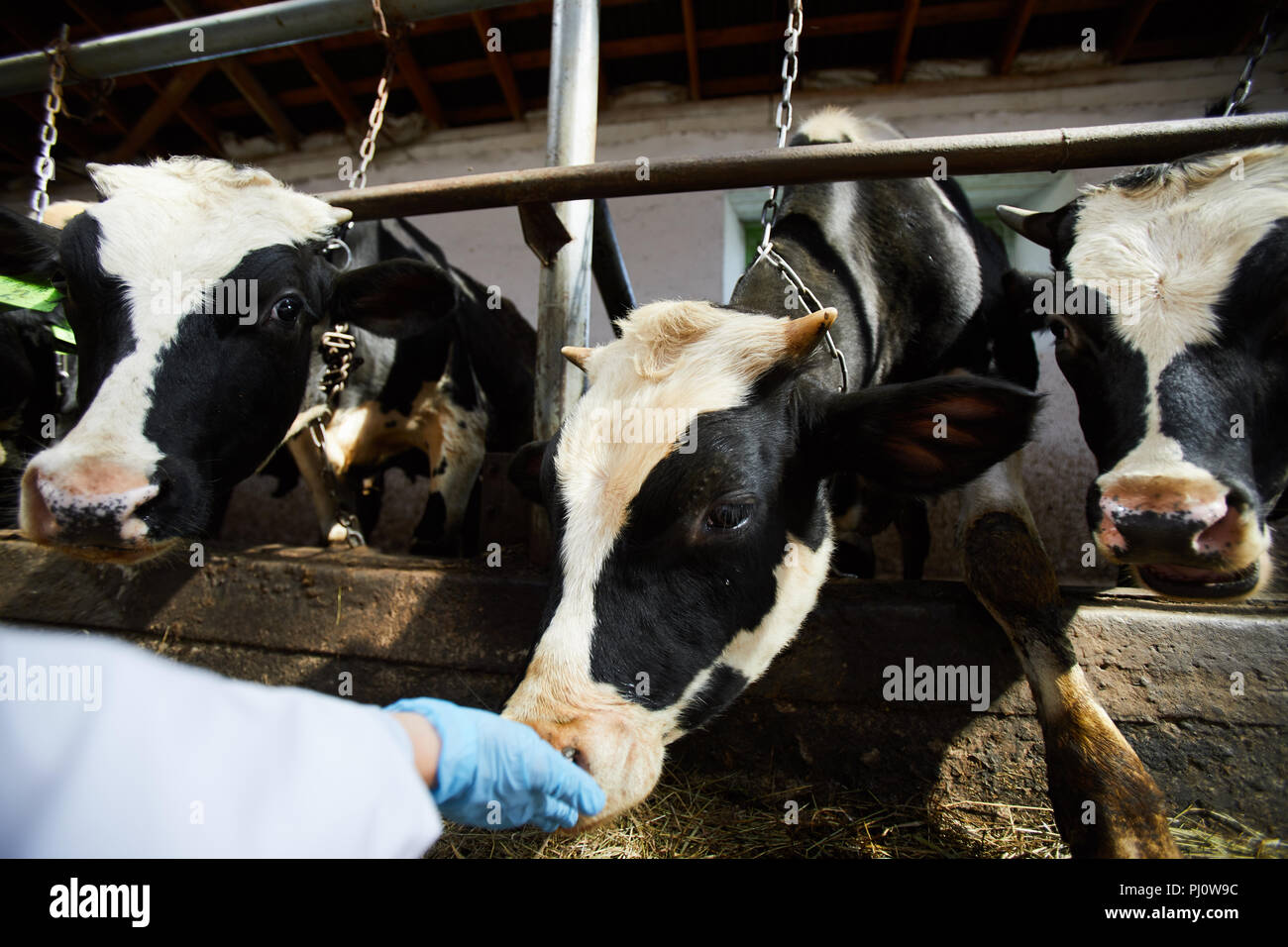 Healthy Cows in Shed Stock Photo - Alamy