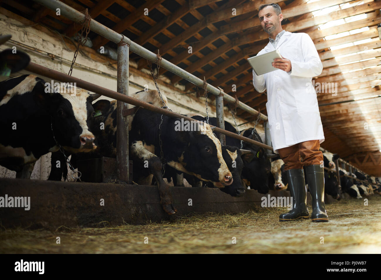 Modern Veterinarian Working at Farm Stock Photo - Alamy