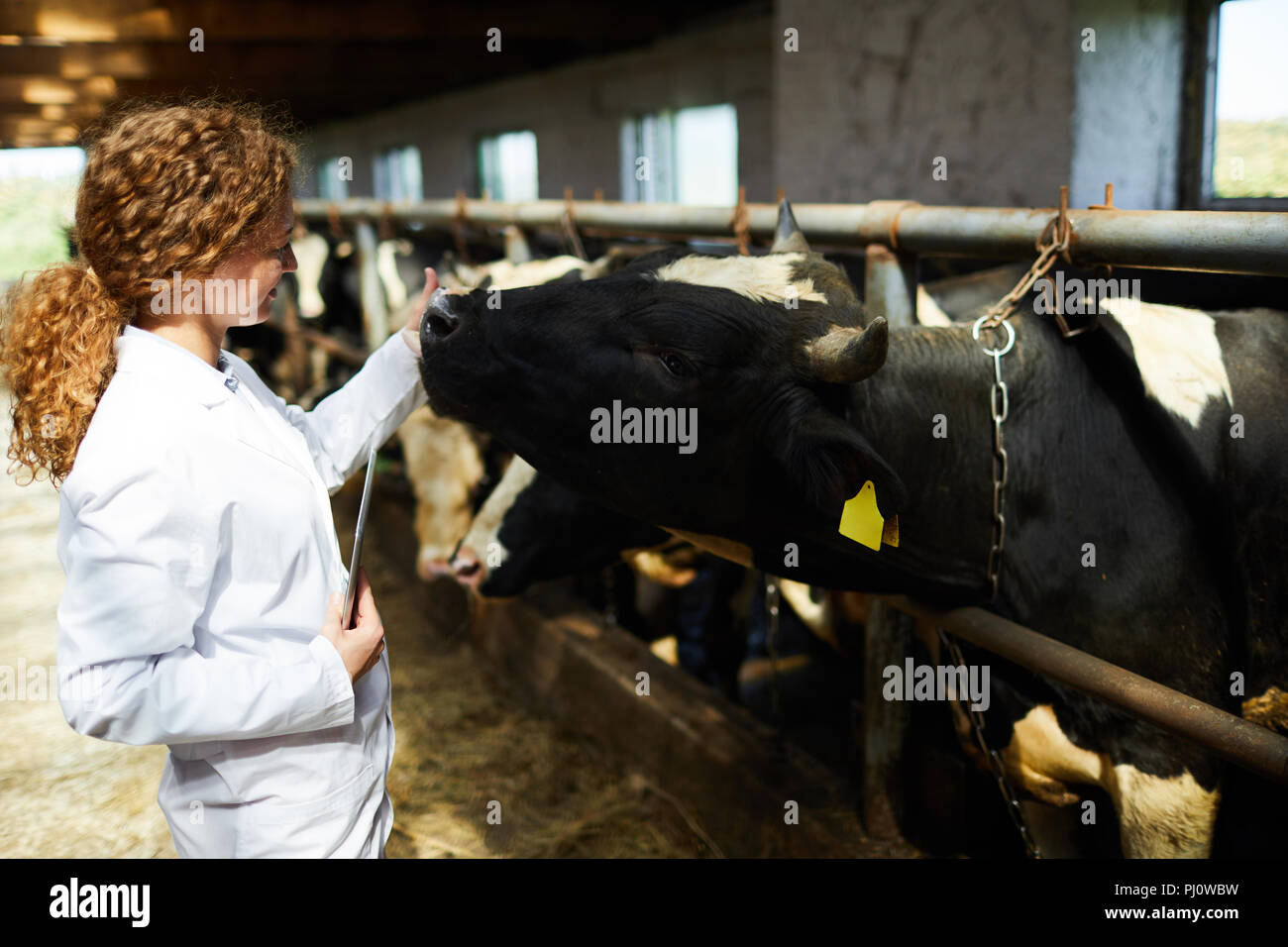Veterinarian Inspecting Cows Stock Photo - Alamy