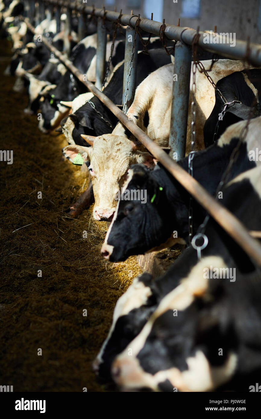 Rural cowshed hi-res stock photography and images - Alamy