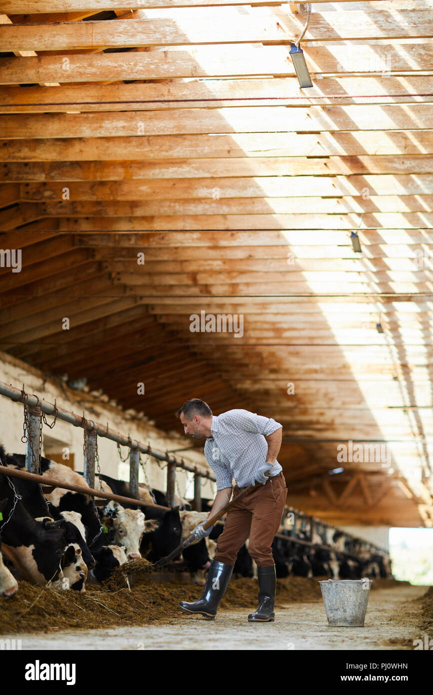 Farmer cleaning cow barn hi-res stock photography and images - Alamy
