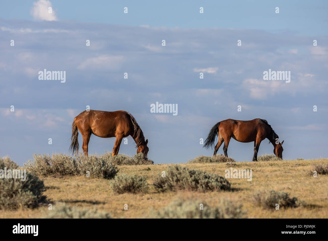 Wild Horses in Sand Wash basin Colorado Stock Photo - Alamy