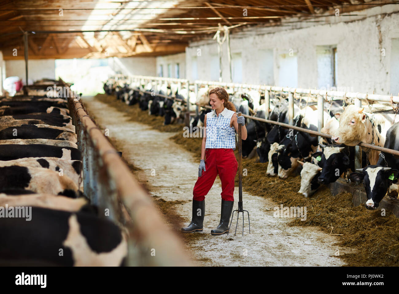 Rural woman feeding cow hi-res stock photography and images - Alamy