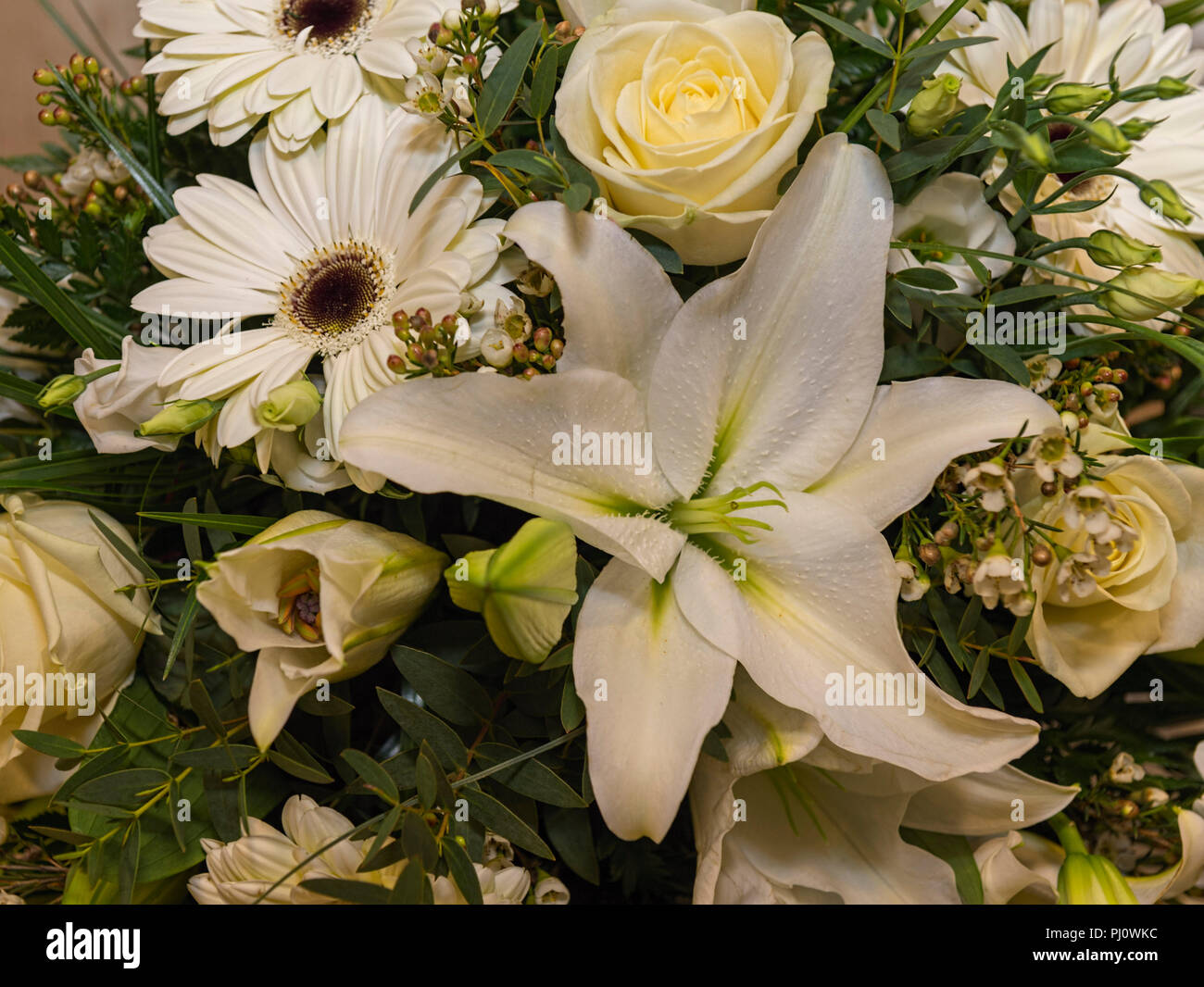 Cream roses hi-res stock photography and images - Alamy