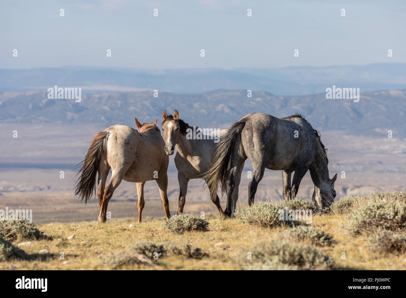 Sand wash basin wild horses in hi-res stock photography and images - Alamy