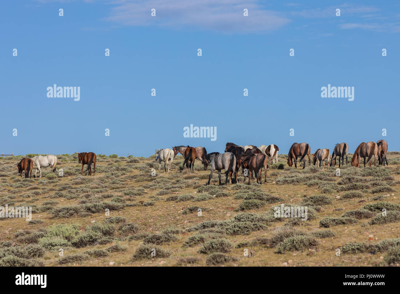 Wild Horses in Sand Wash basin Colorado Stock Photo - Alamy