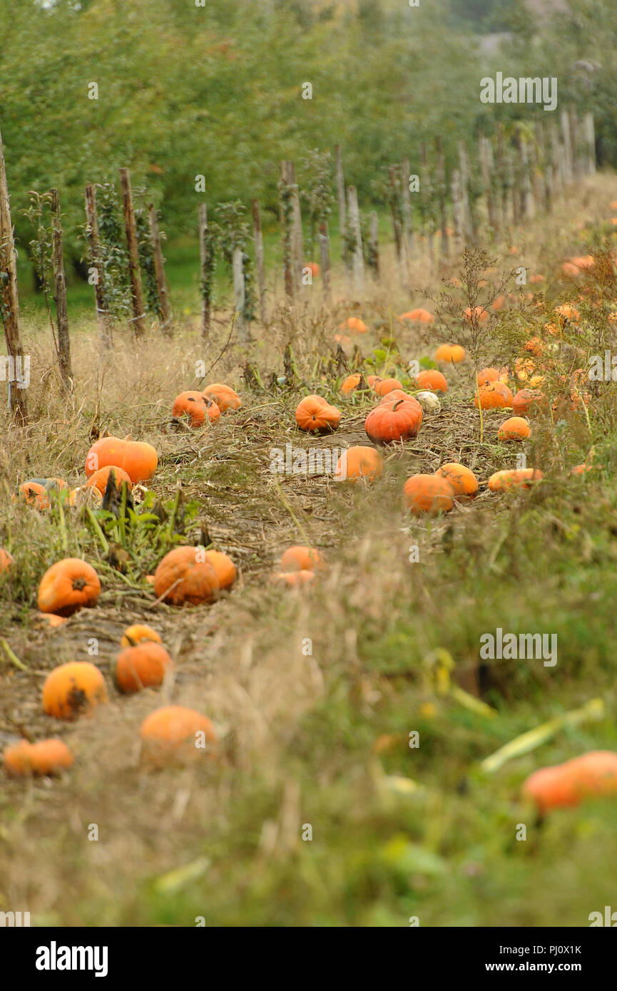 Pumpkin Patch Field in Quebec Stock Photo - Alamy