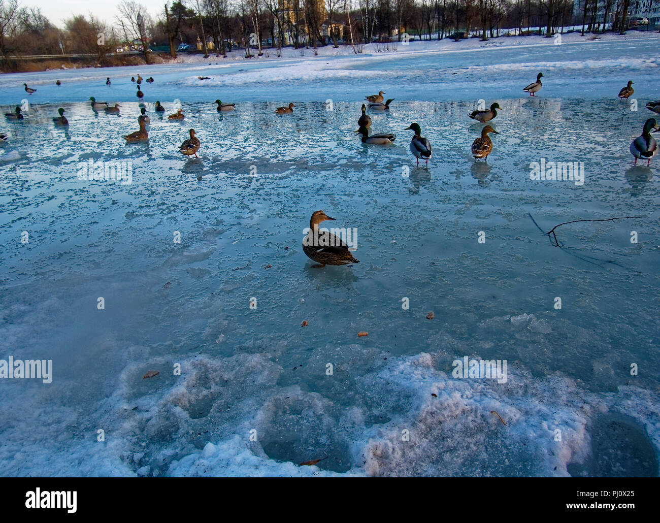 Pack ice on lake hi-res stock photography and images - Alamy