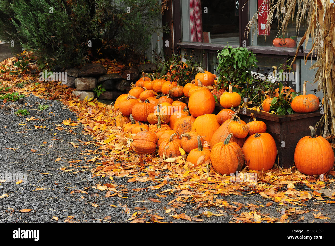 Round vegtable hi-res stock photography and images - Alamy