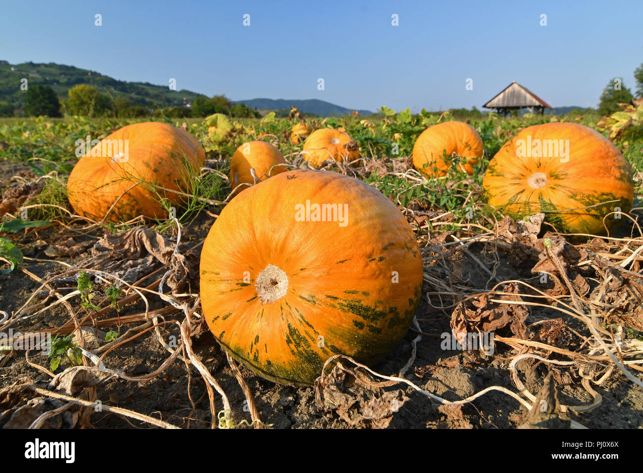 (field) (pumpkin) (plant) (summer) hi-res stock photography and images ...