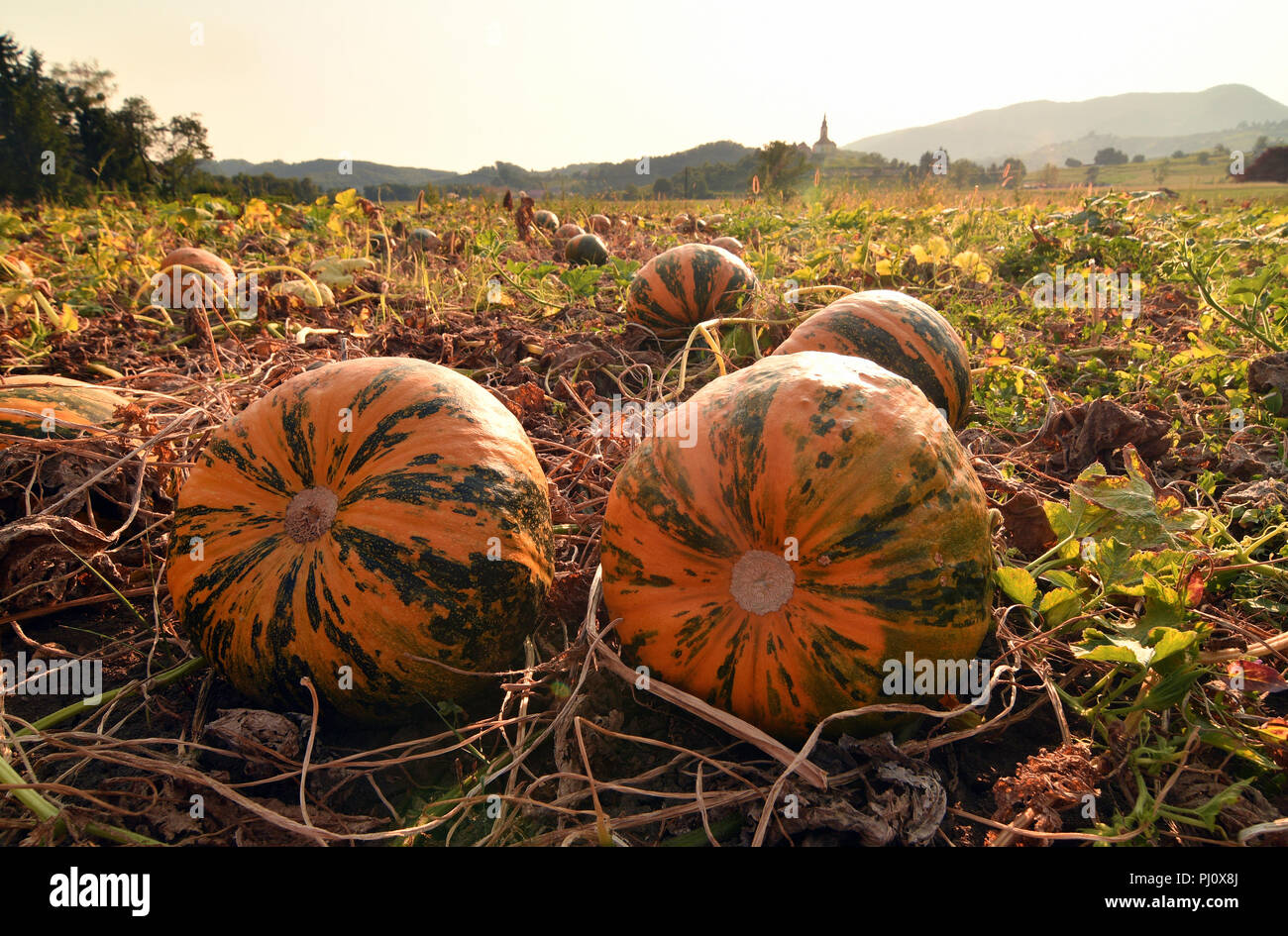 (field) (pumpkin) (plant) (summer) hi-res stock photography and images ...