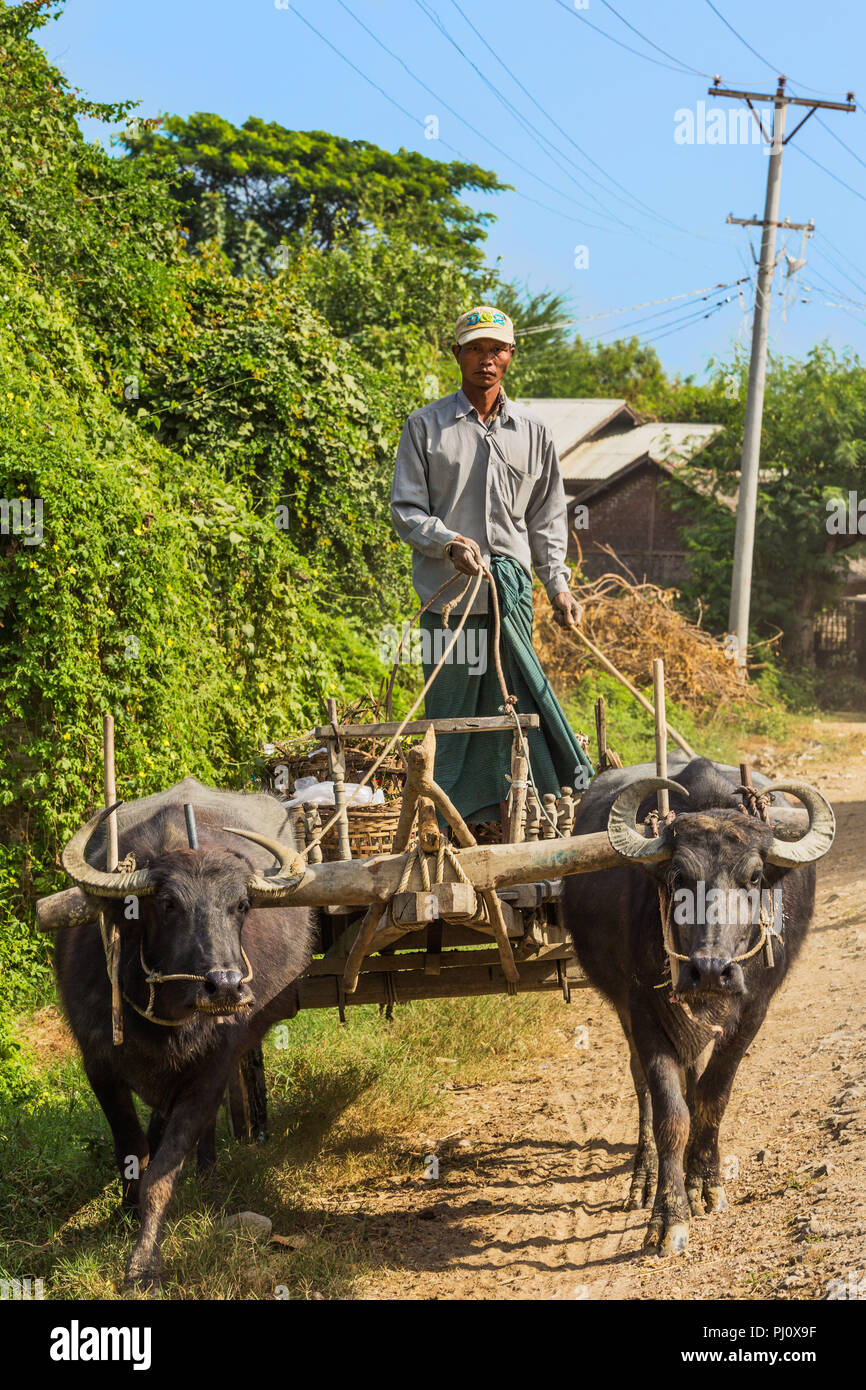 Burmese cattle hi-res stock photography and images - Alamy