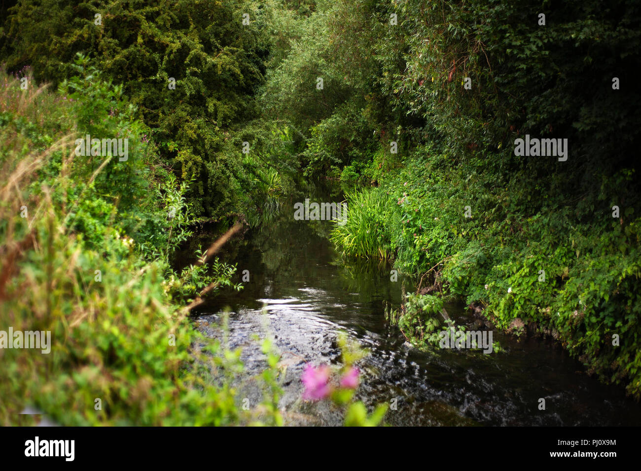 The River Skerne, Bright water project, Darlington, County Durham ...