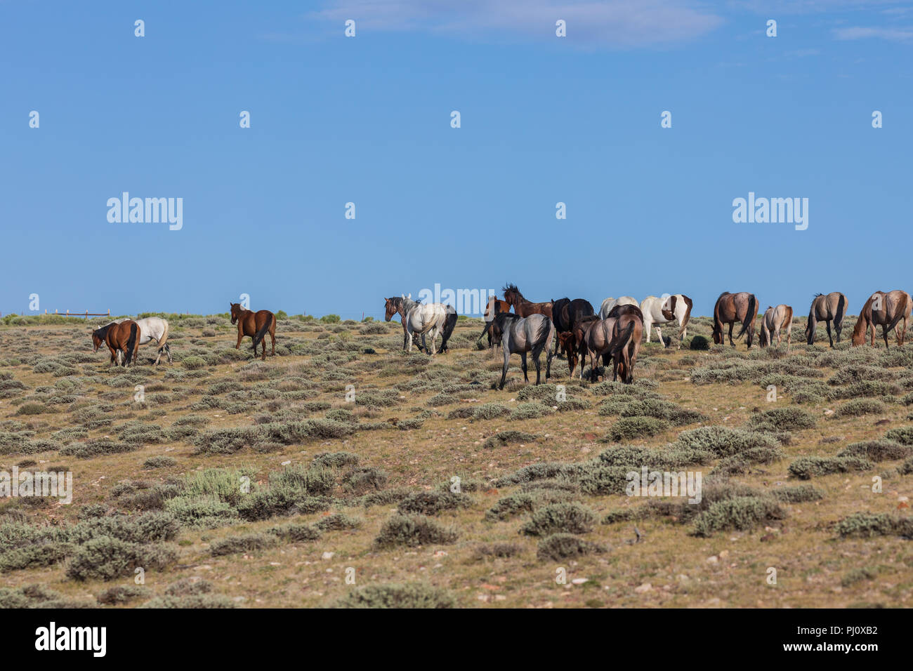 Wild Horses in Sand Wash basin Colorado Stock Photo - Alamy