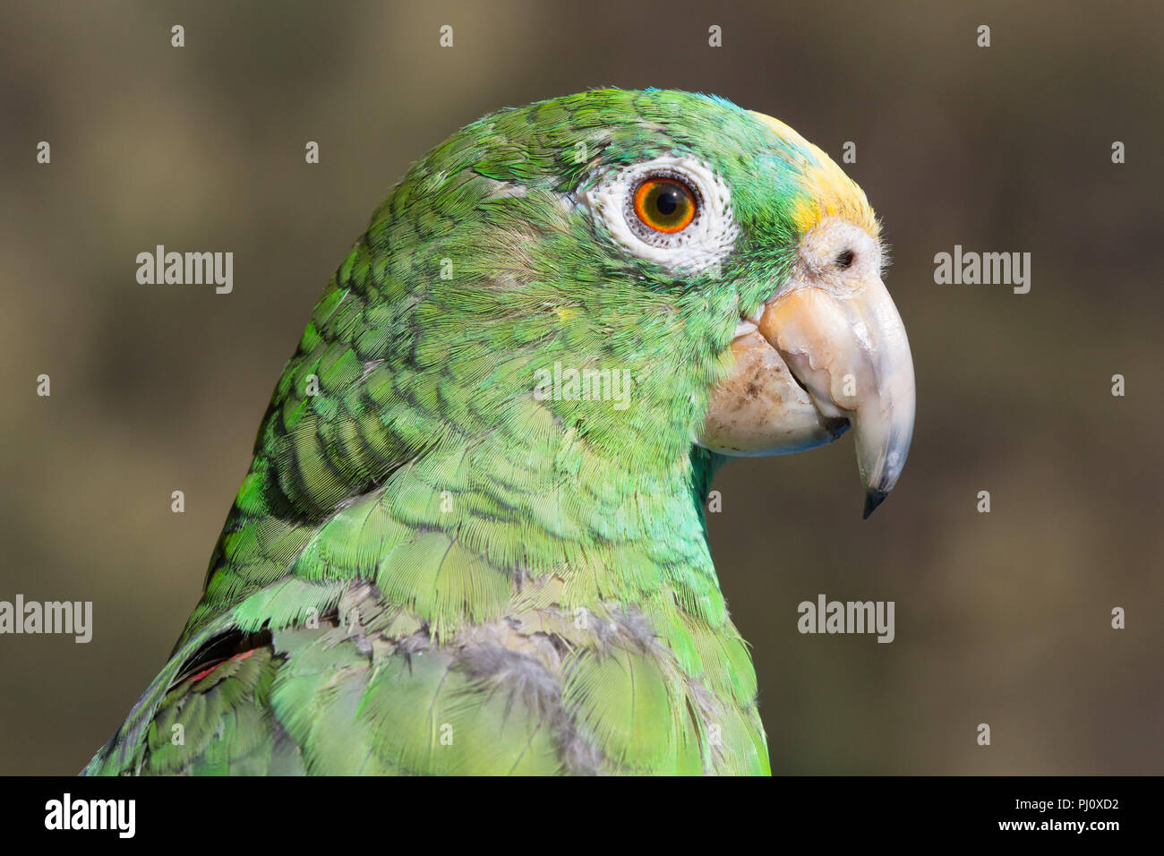 Birds of colombia hi-res stock photography and images - Alamy