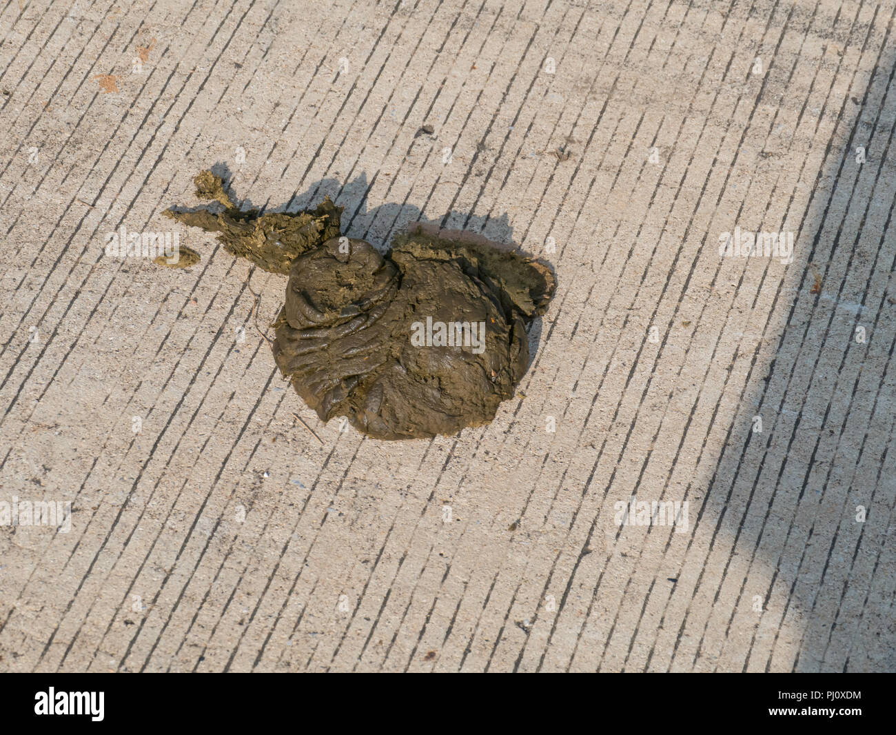 the Fertilizer pellets cow on cement, Picture of fresh cow pat or cow ...