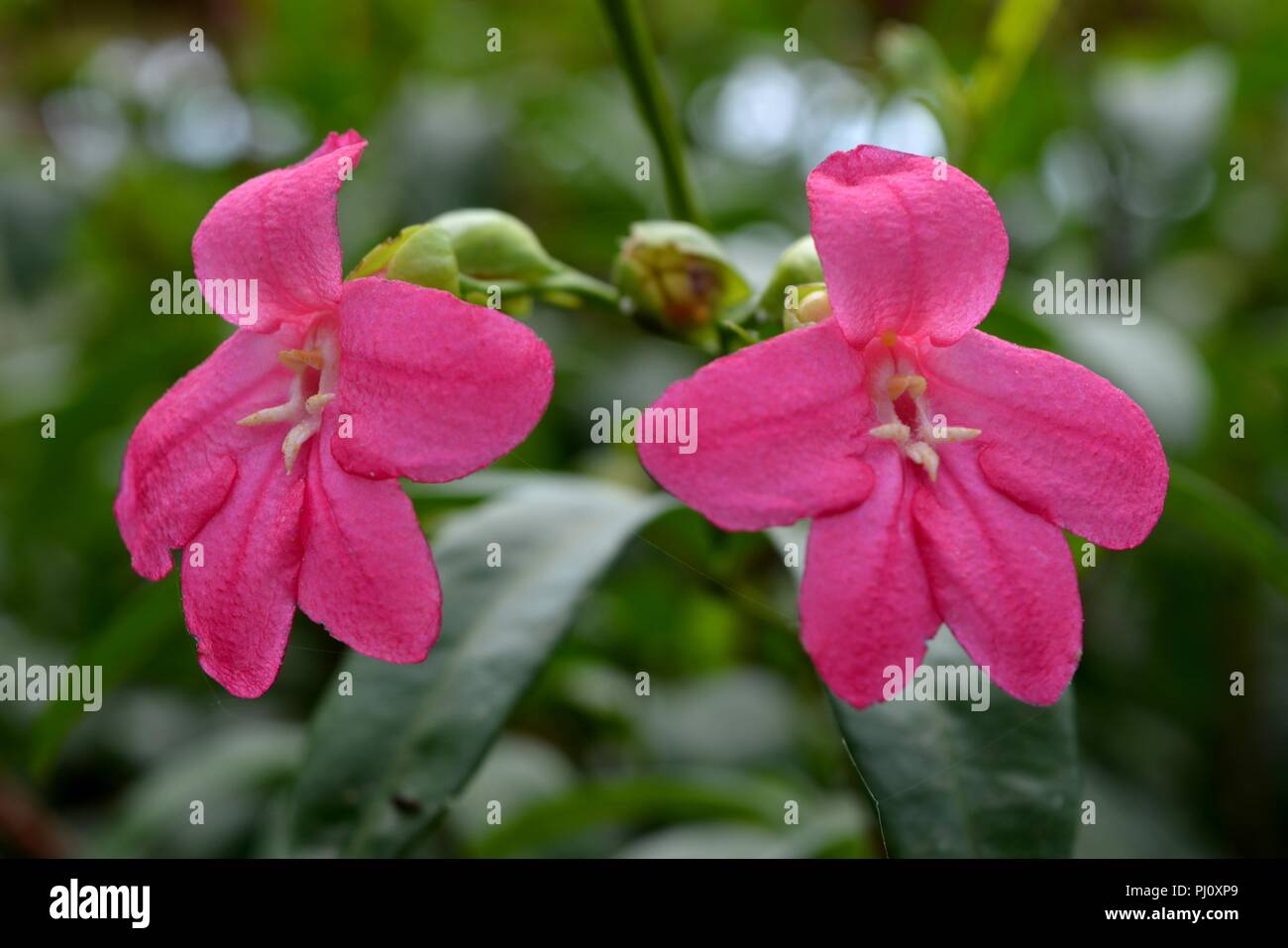Ravenia spectabilis hi-res stock photography and images - Alamy