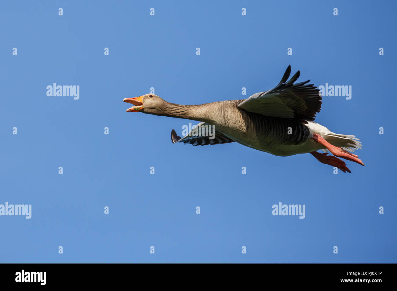 A Greylag goose with its wings spread Stock Photo - Alamy