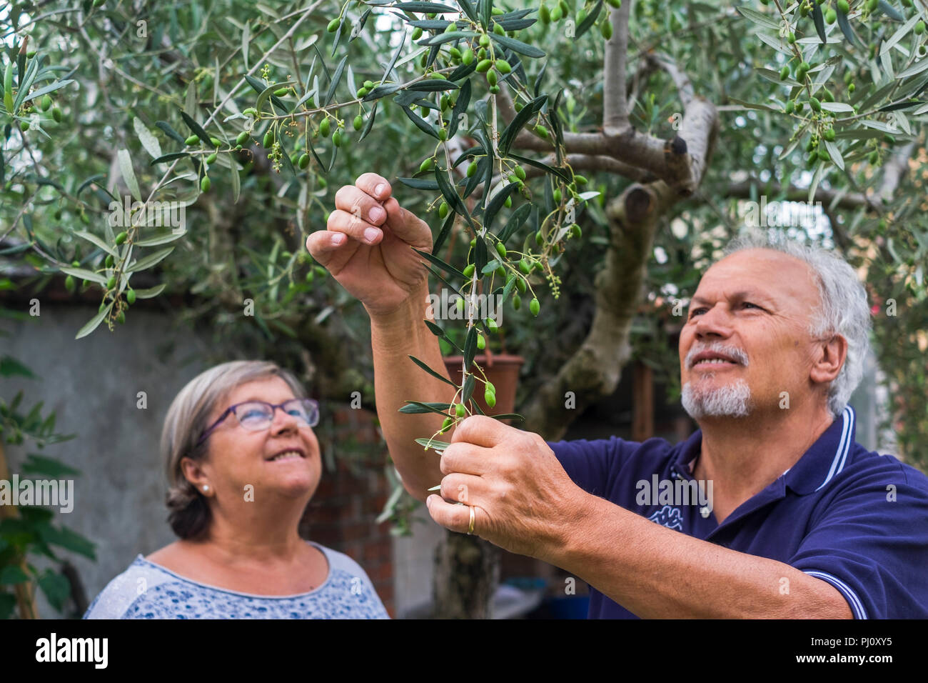 Olive tree family hi-res stock photography and images - Alamy
