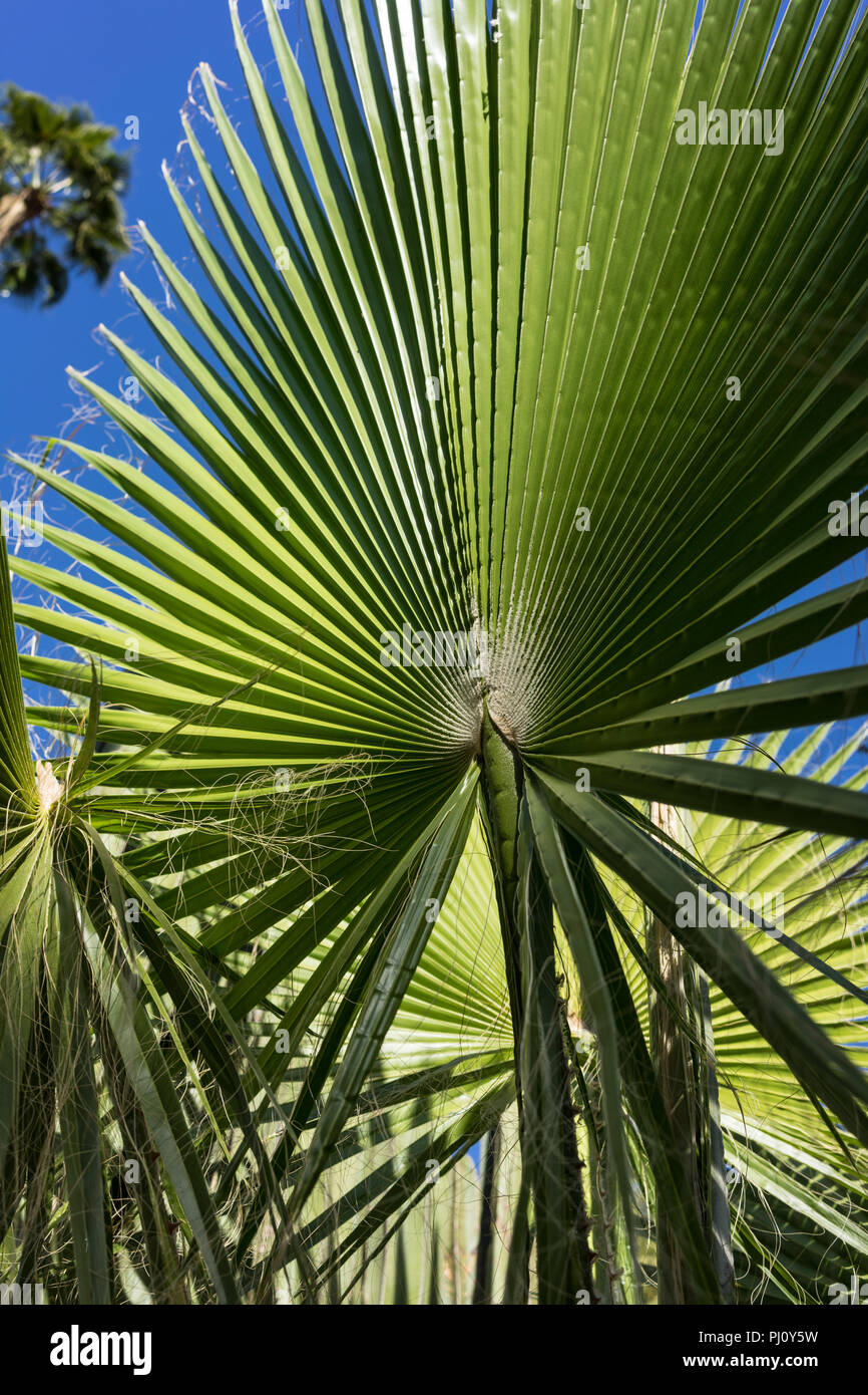 trachycarpus fortunei palm leaf with blue sky view Stock Photo - Alamy